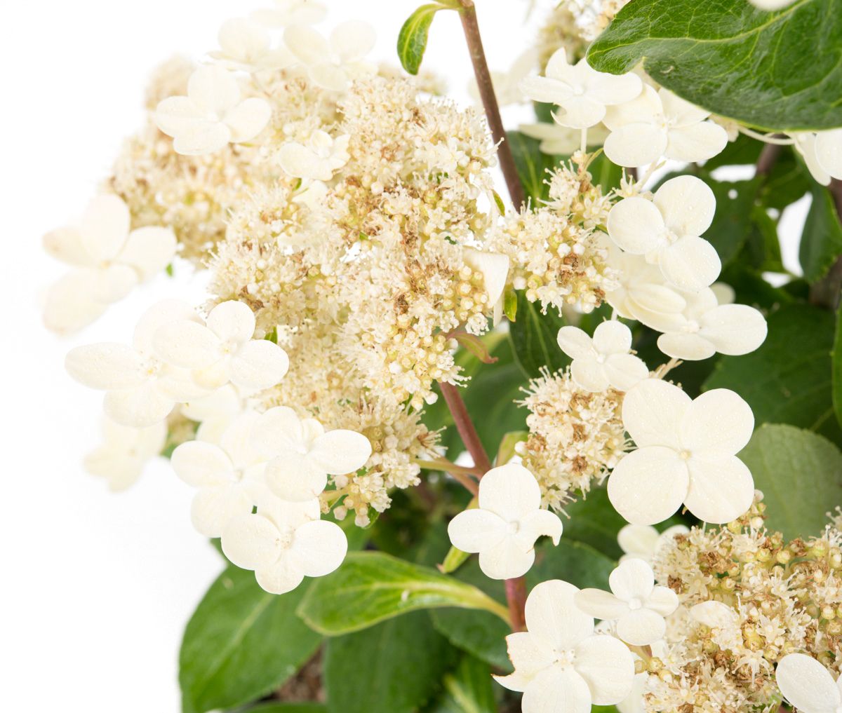 Rispenhortensie Dharuma - Hydrangea paniculata Dharuma günstig kaufen