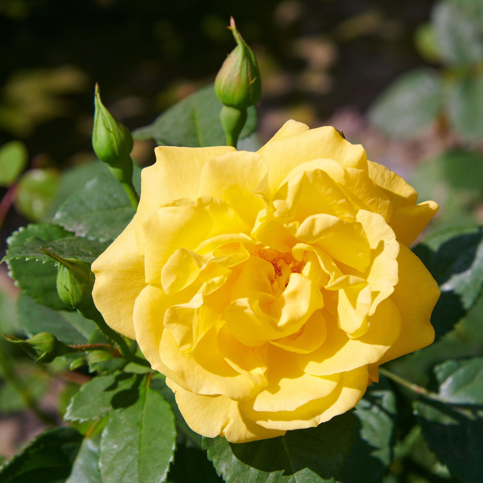 Rose Amadeus ® - Rosa Amadeus ® günstig kaufen