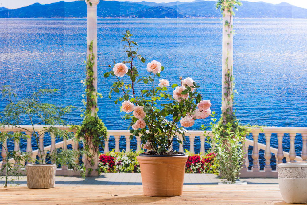 Rose Schloss Eutin ® - Rosa Schloss Eutin ® günstig online kaufen