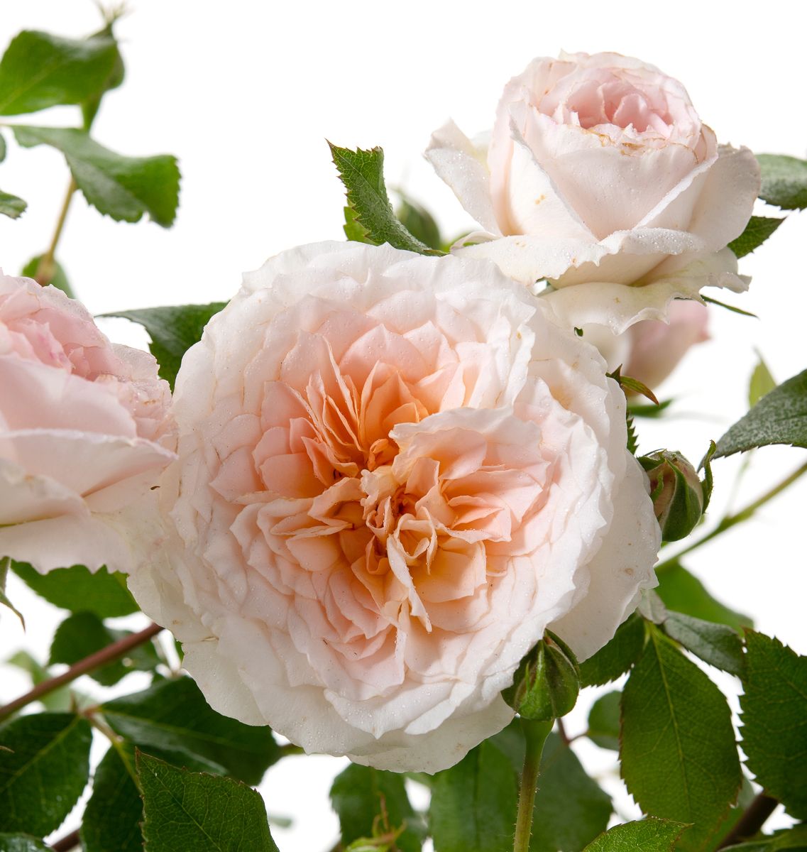 Rose Schloss Eutin ® - Rosa Schloss Eutin ® günstig kaufen