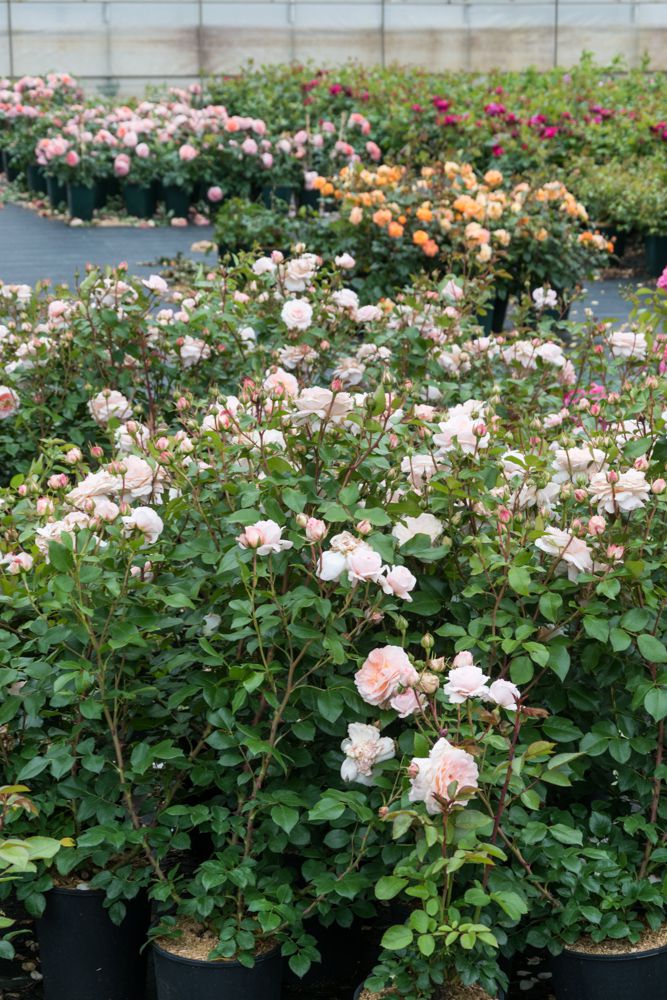 Rose Schloss Eutin ® - Rosa Schloss Eutin ® günstig kaufen