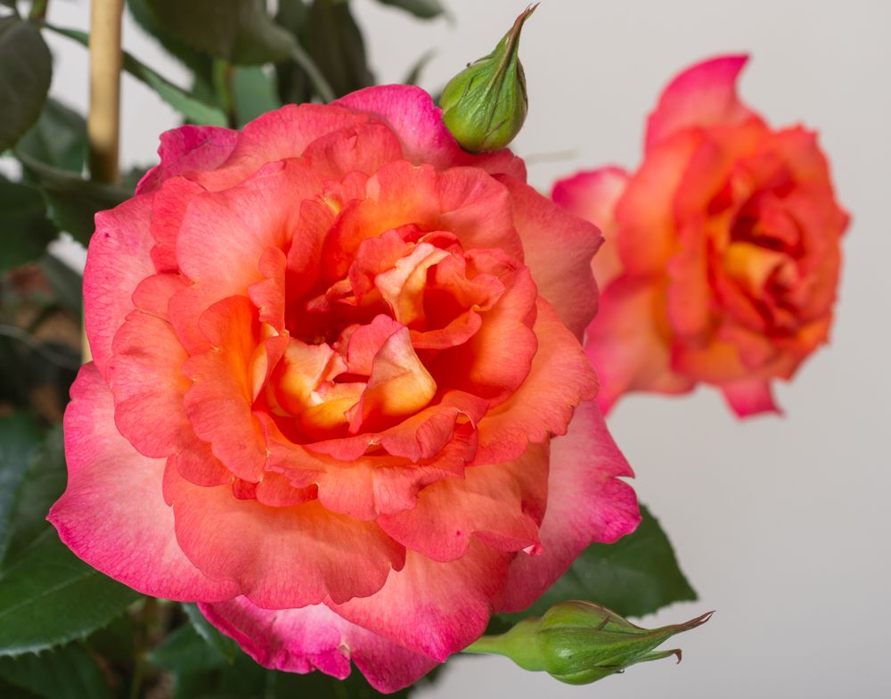 Rose Fairest Cape ® - Rosa Fairest Cape ® günstig kaufen