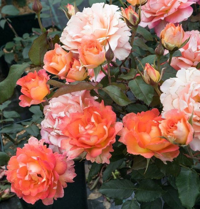 Rose Fairest Cape ® - Rosa Fairest Cape ® günstig kaufen