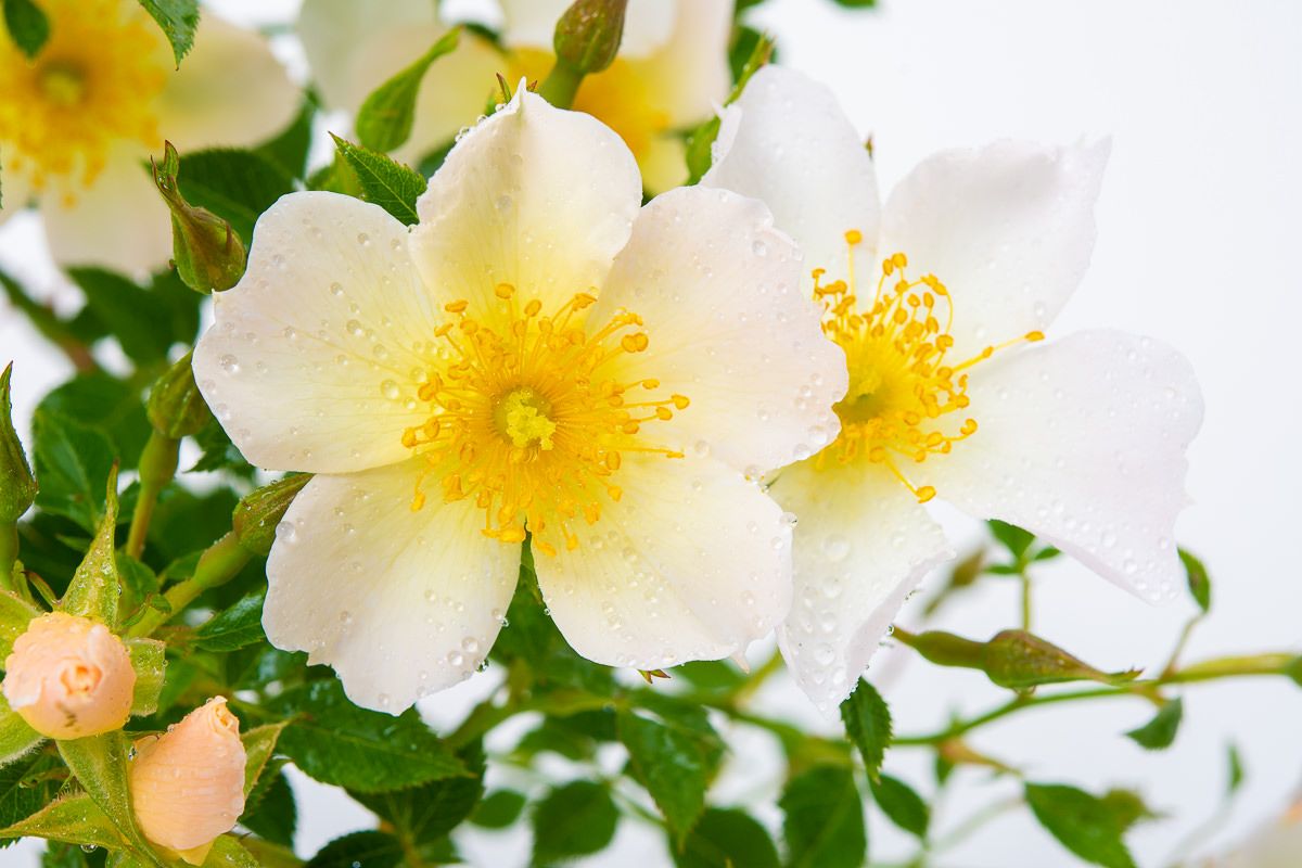 Rose Little Sunset ® - Rosa Little Sunset ® günstig kaufen