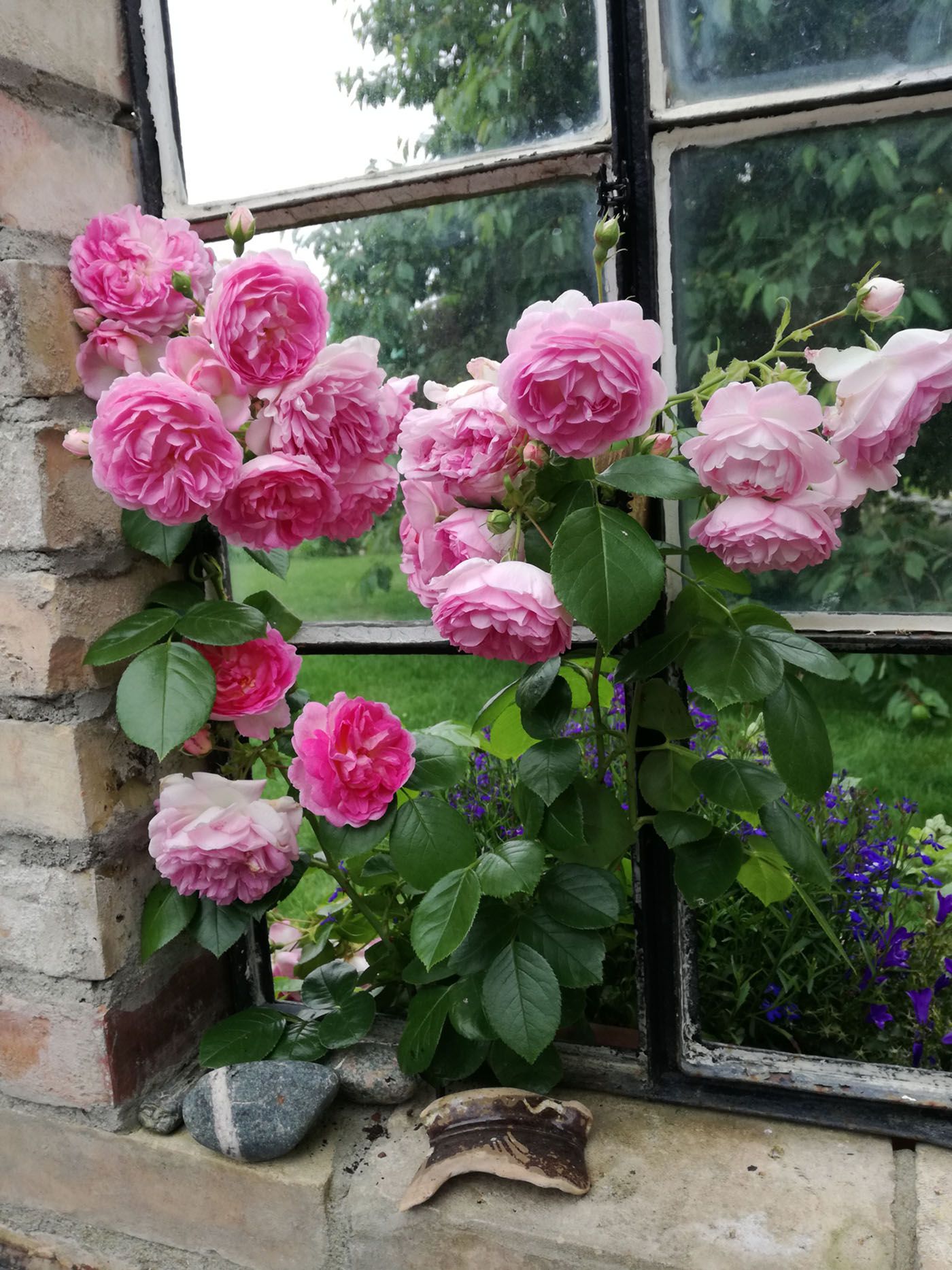 Rose Amadeus ® - Rosa Amadeus ® günstig kaufen