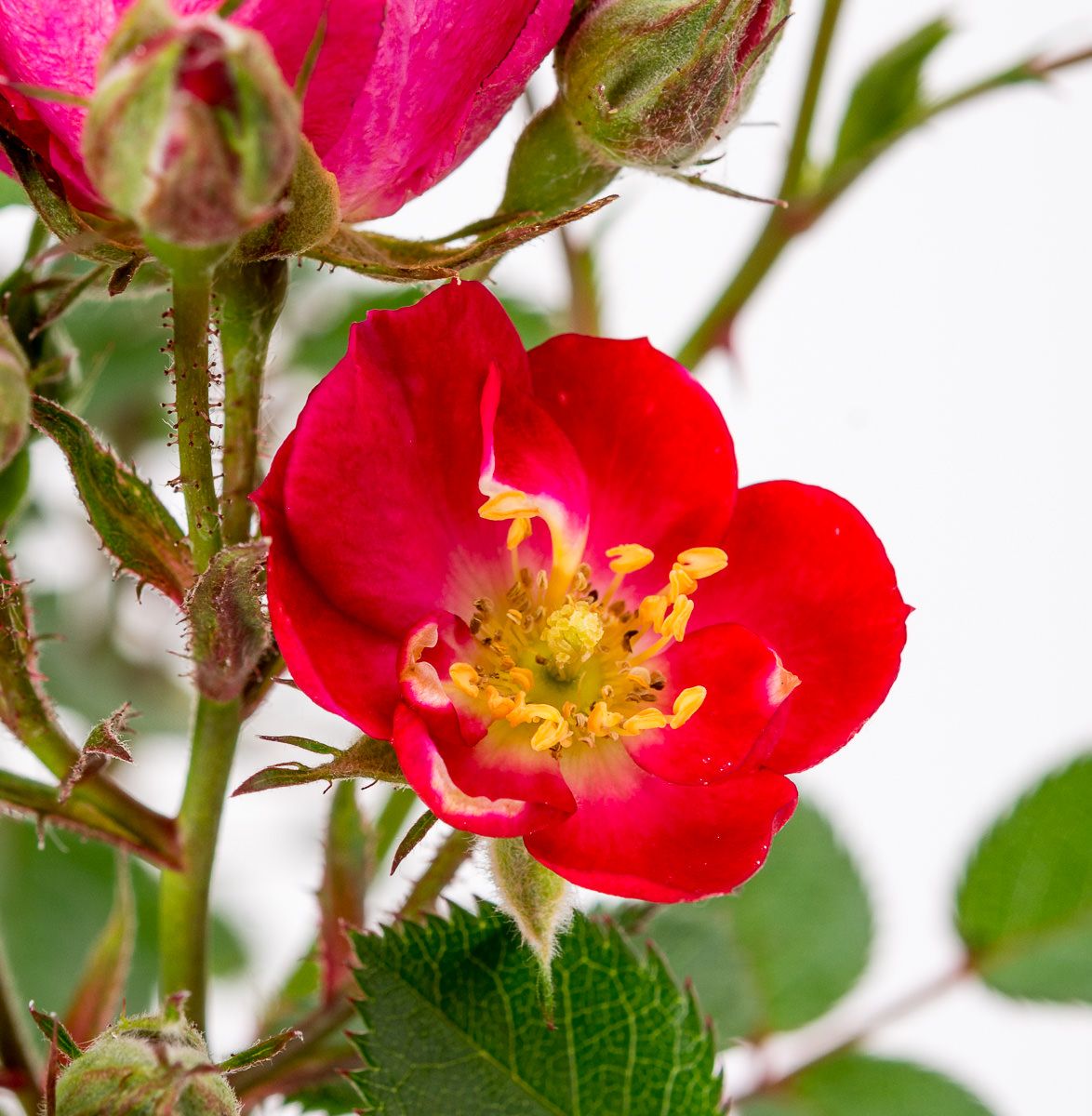 Rose Pepita® - Rosa Pepita günstig kaufen