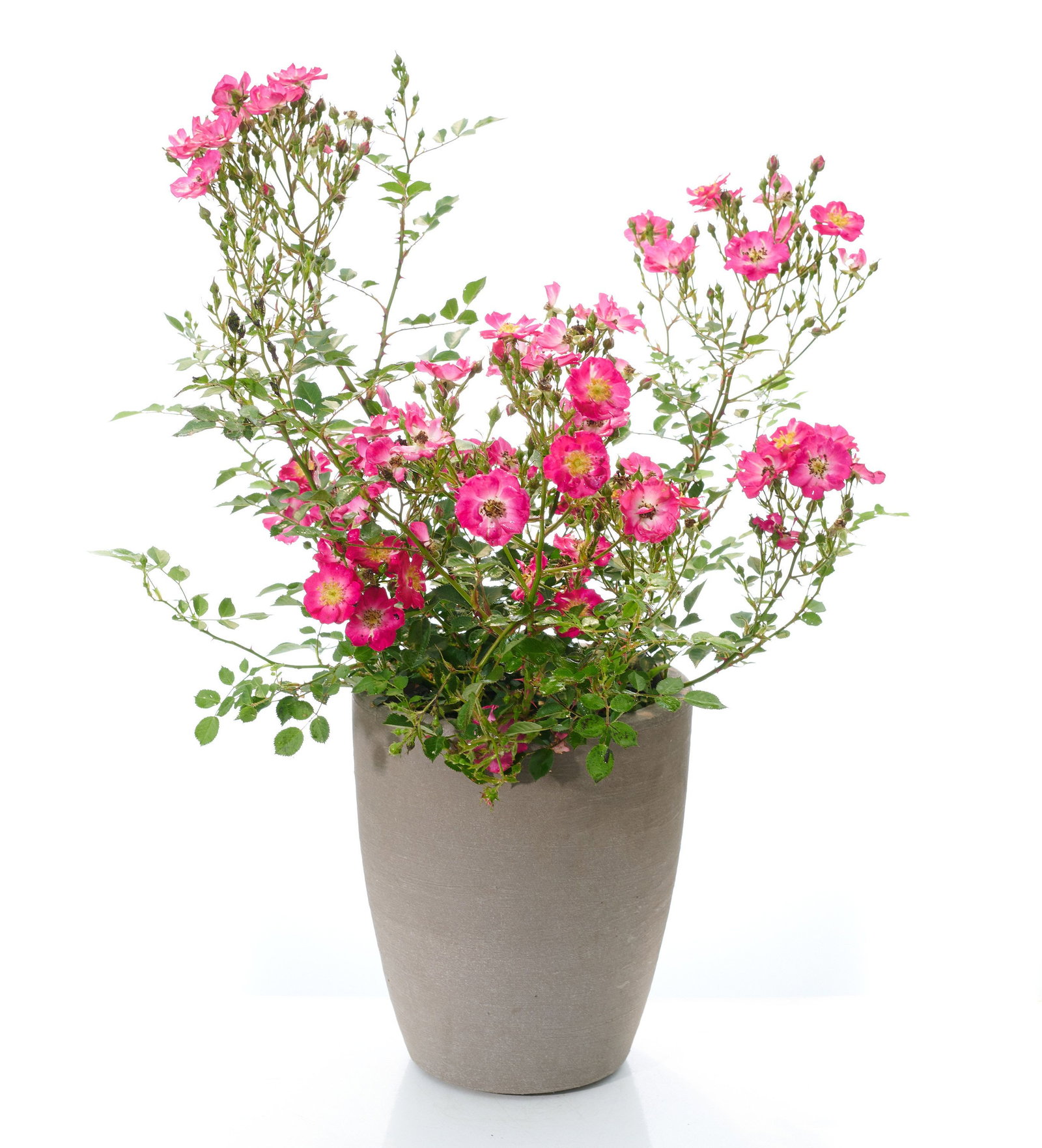 Rose Lupo® - Rosa Lupo günstig kaufen