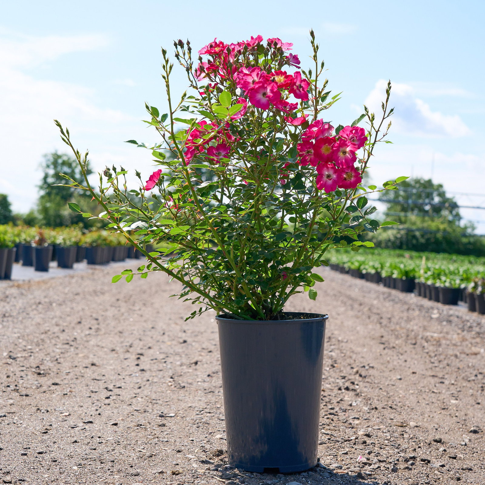 Rose Lupo® - Rosa Lupo günstig kaufen
