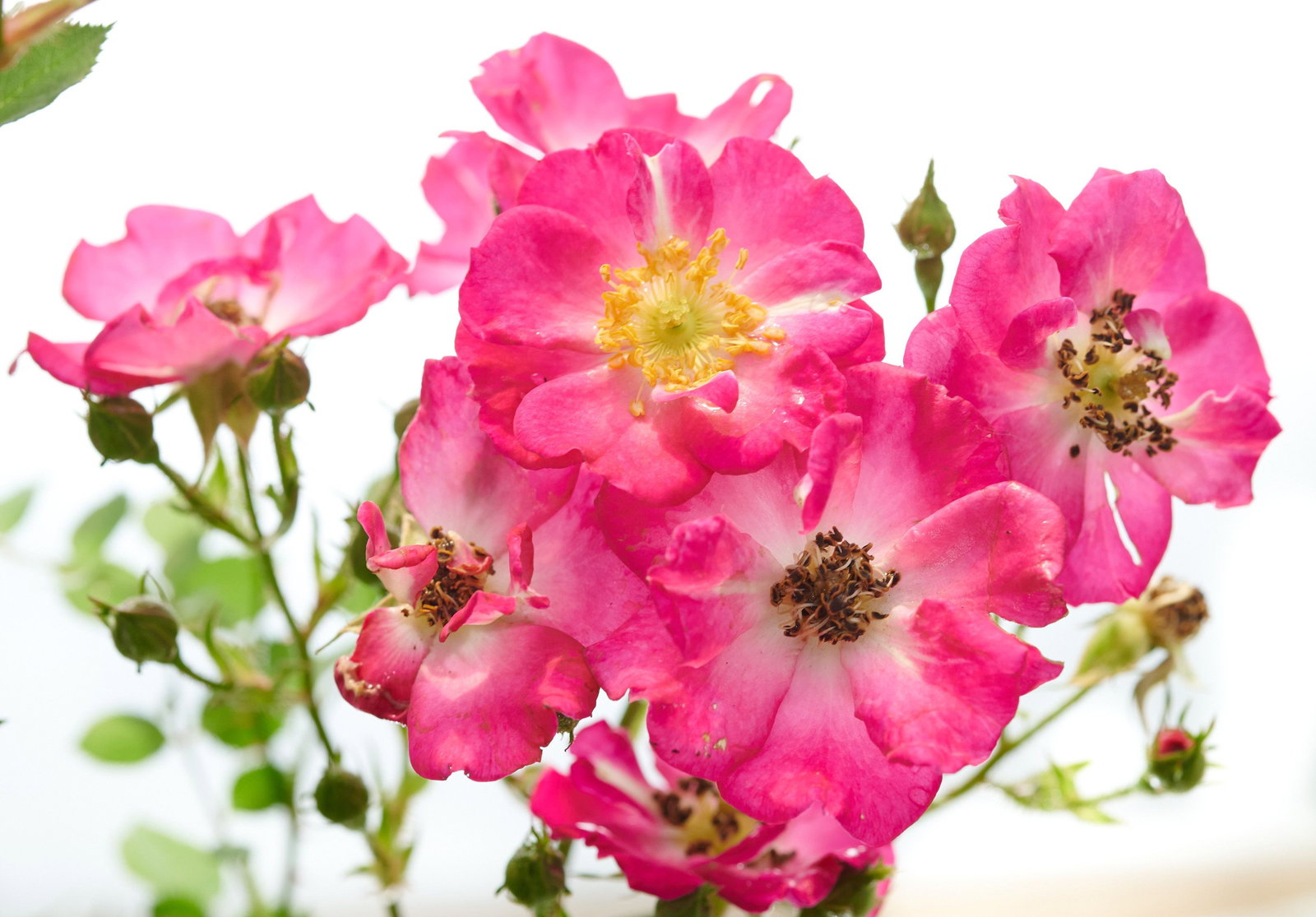 Rose Lupo® - Rosa Lupo günstig kaufen