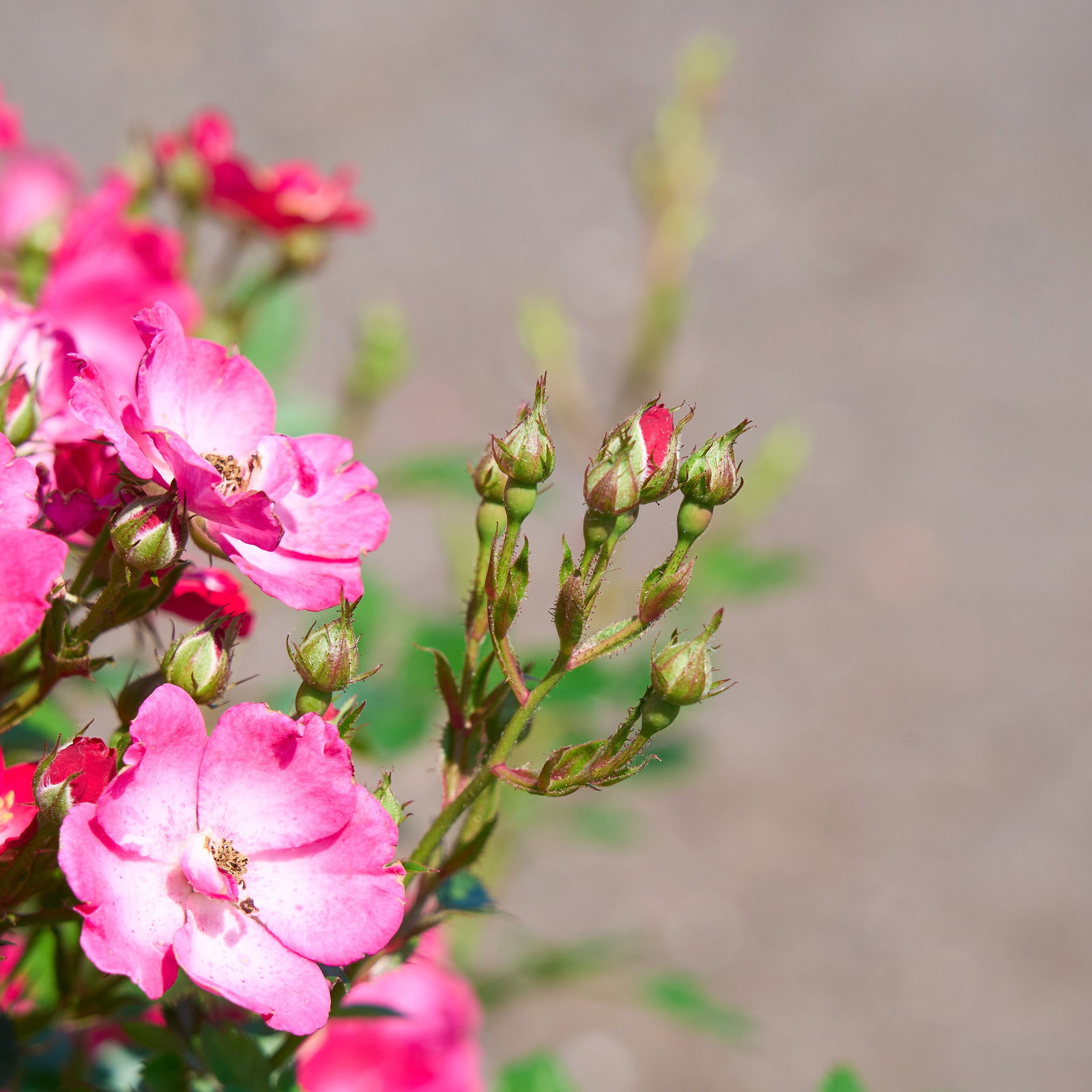 Rose Lupo® - Rosa Lupo günstig kaufen