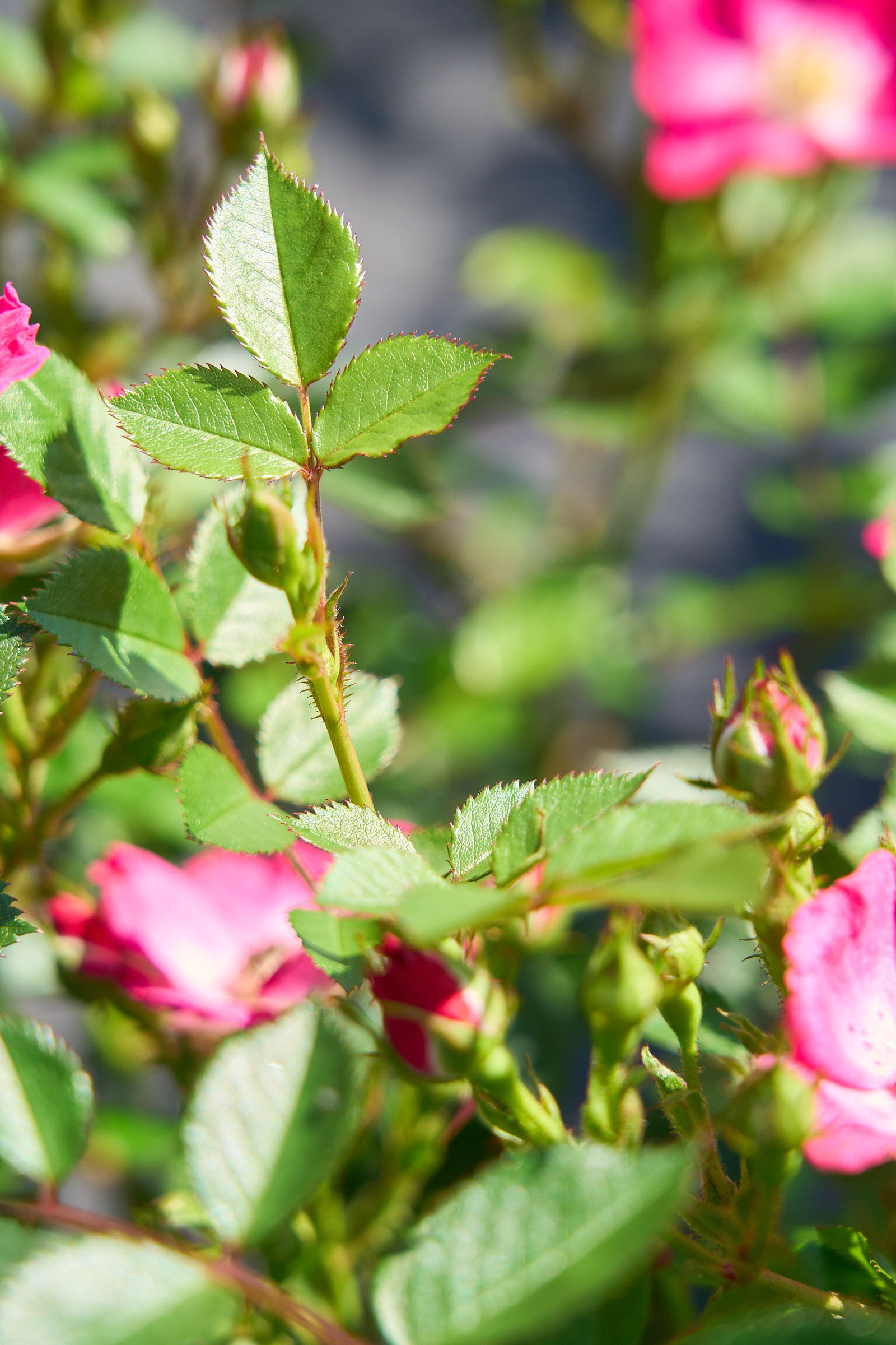 Rose Lupo® - Rosa Lupo günstig kaufen