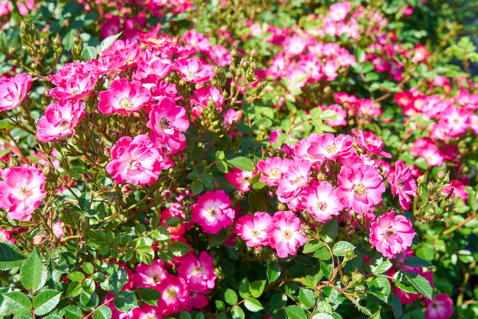 Rose Lupo® - Rosa Lupo günstig kaufen