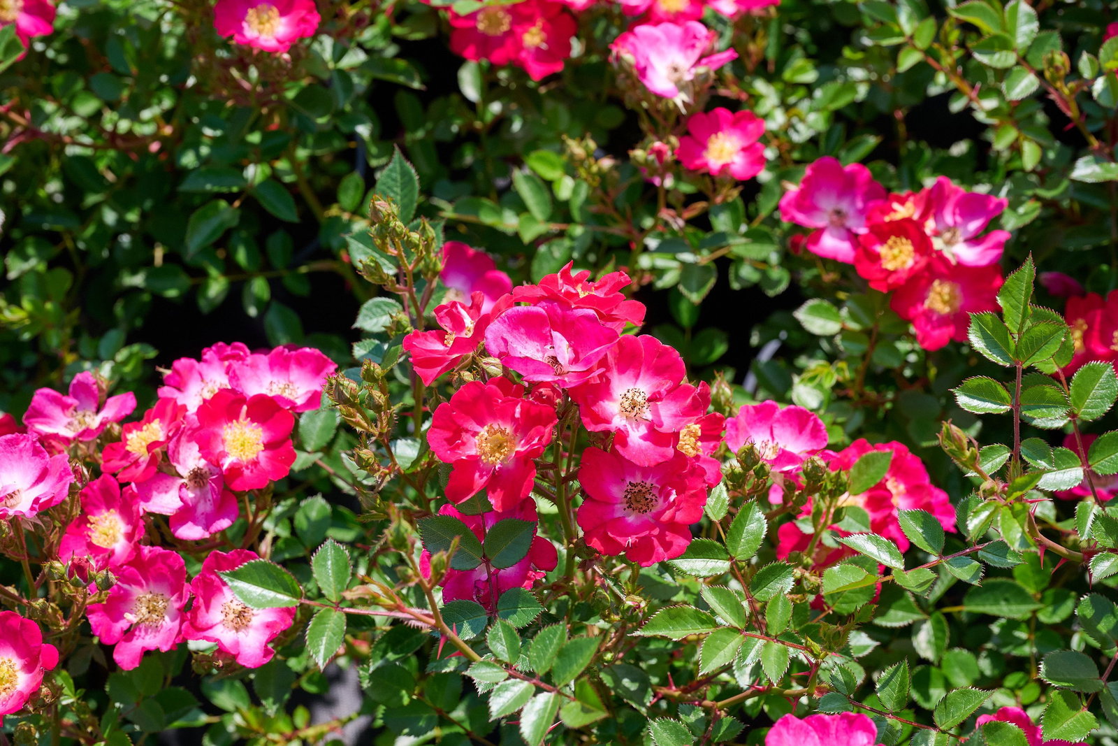 Rose Lupo® - Rosa Lupo günstig kaufen