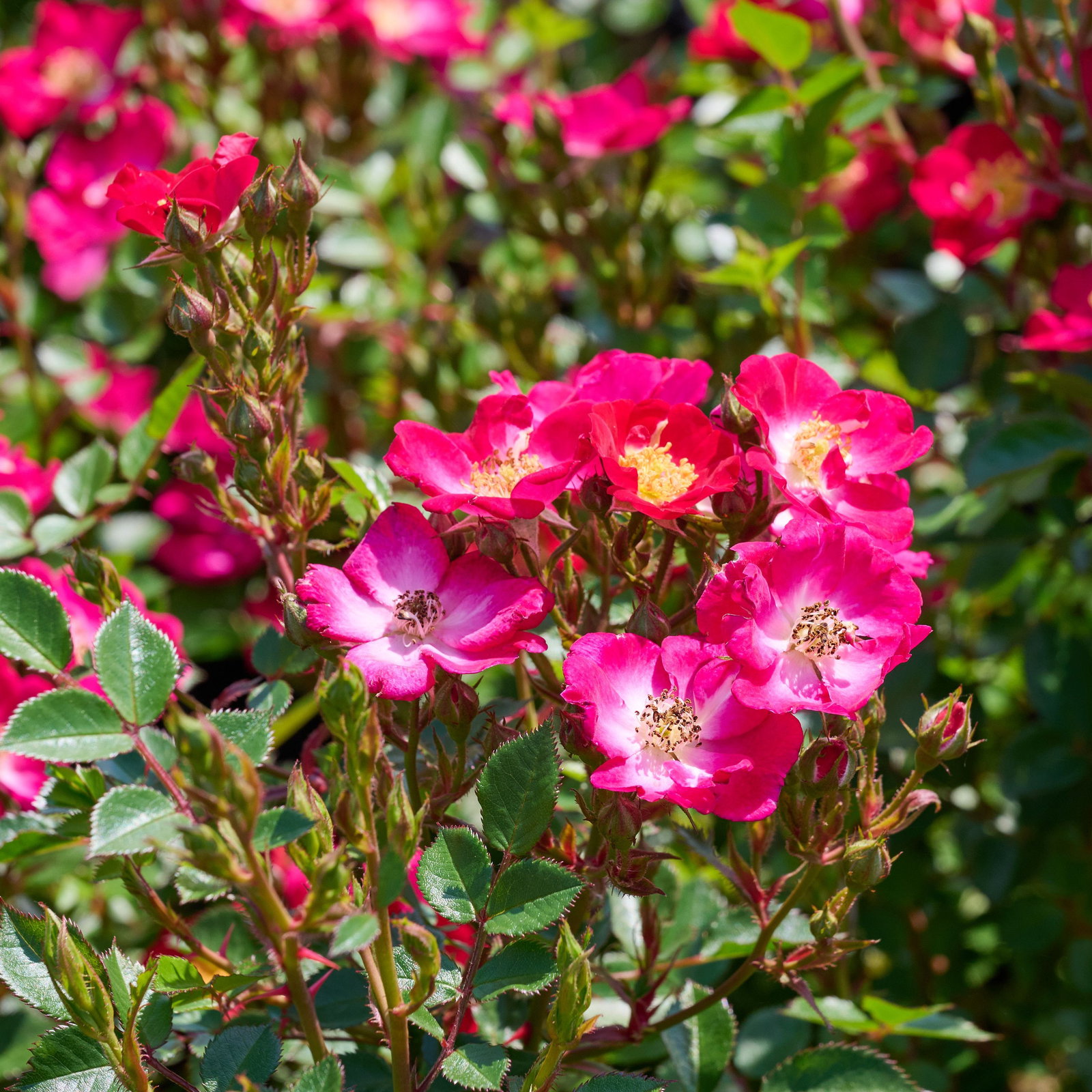 Rose Lupo® - Rosa Lupo günstig kaufen