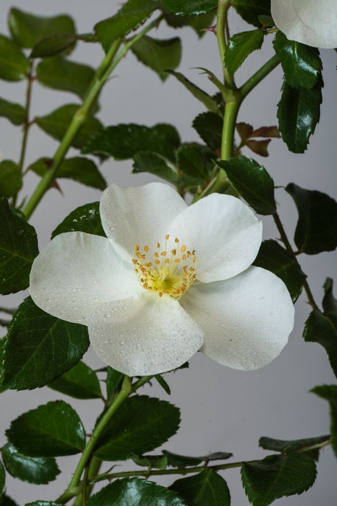 Rose Escimo® - Rosa Escimo günstig kaufen