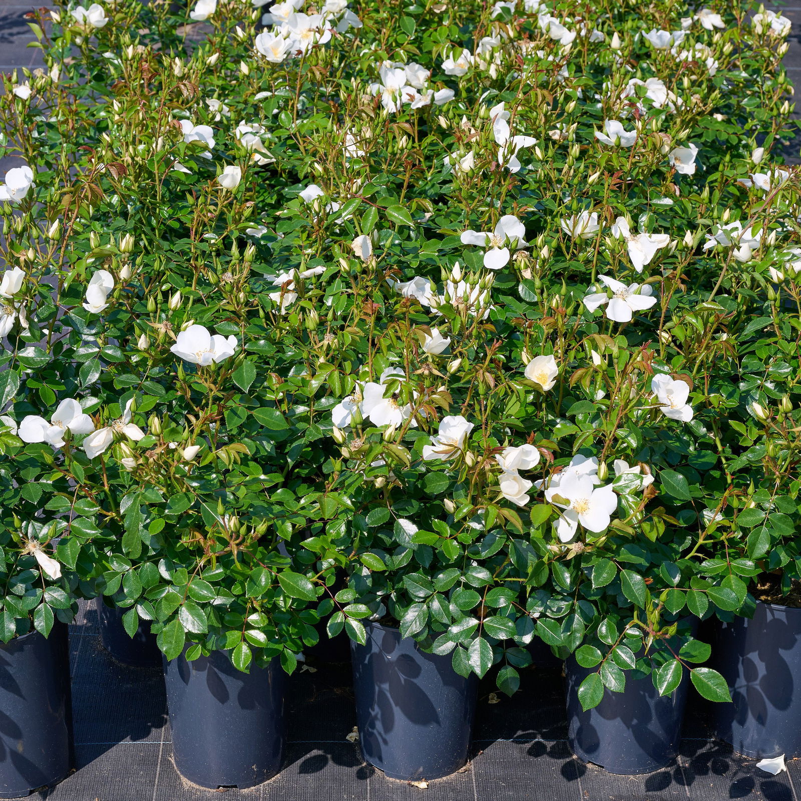 Rosa Escimo® - Rosa Escimo® günstig kaufen