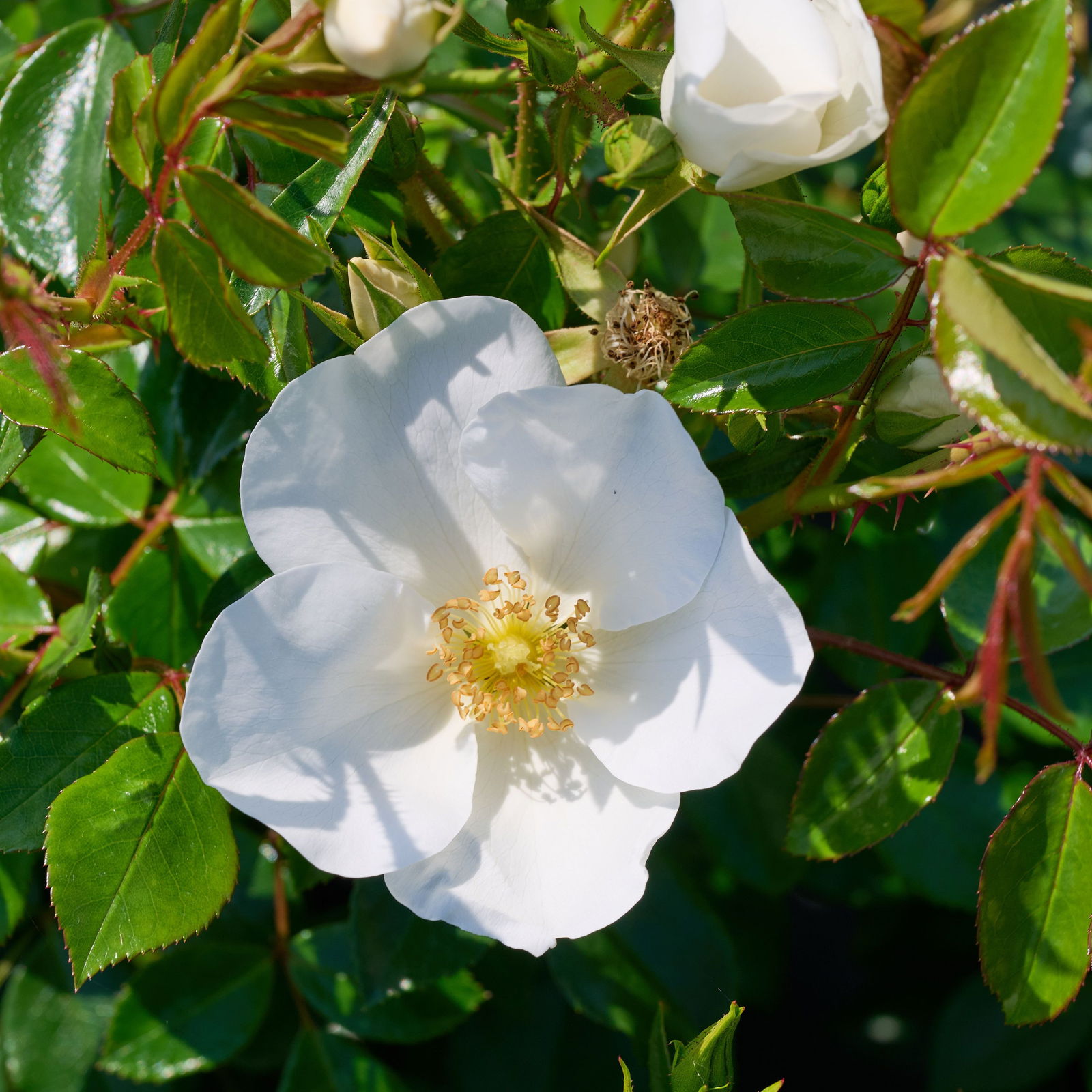 Rosa Escimo® - Rosa Escimo® günstig kaufen