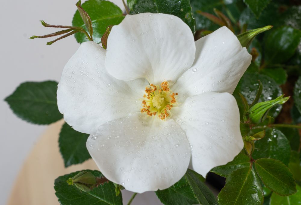 Rosa Escimo® - Rosa Escimo® günstig kaufen