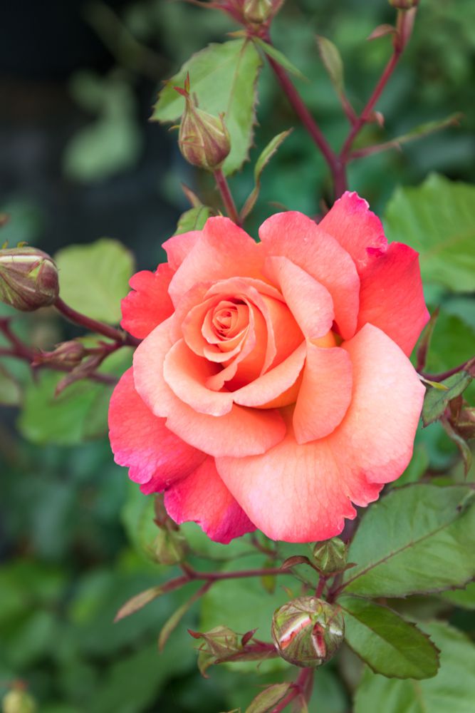 Rose Aloha - Kordes Rose Aloha ® - Rosa Aloha - Kordes Rose Aloha ...