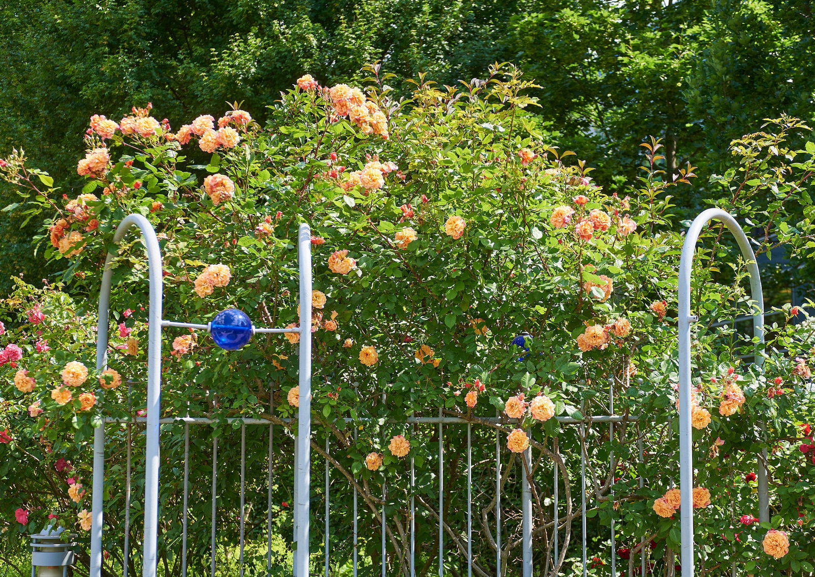 Rose Aloha - Kordes Rose Aloha ® - Rosa Aloha - Kordes Rose Aloha ...