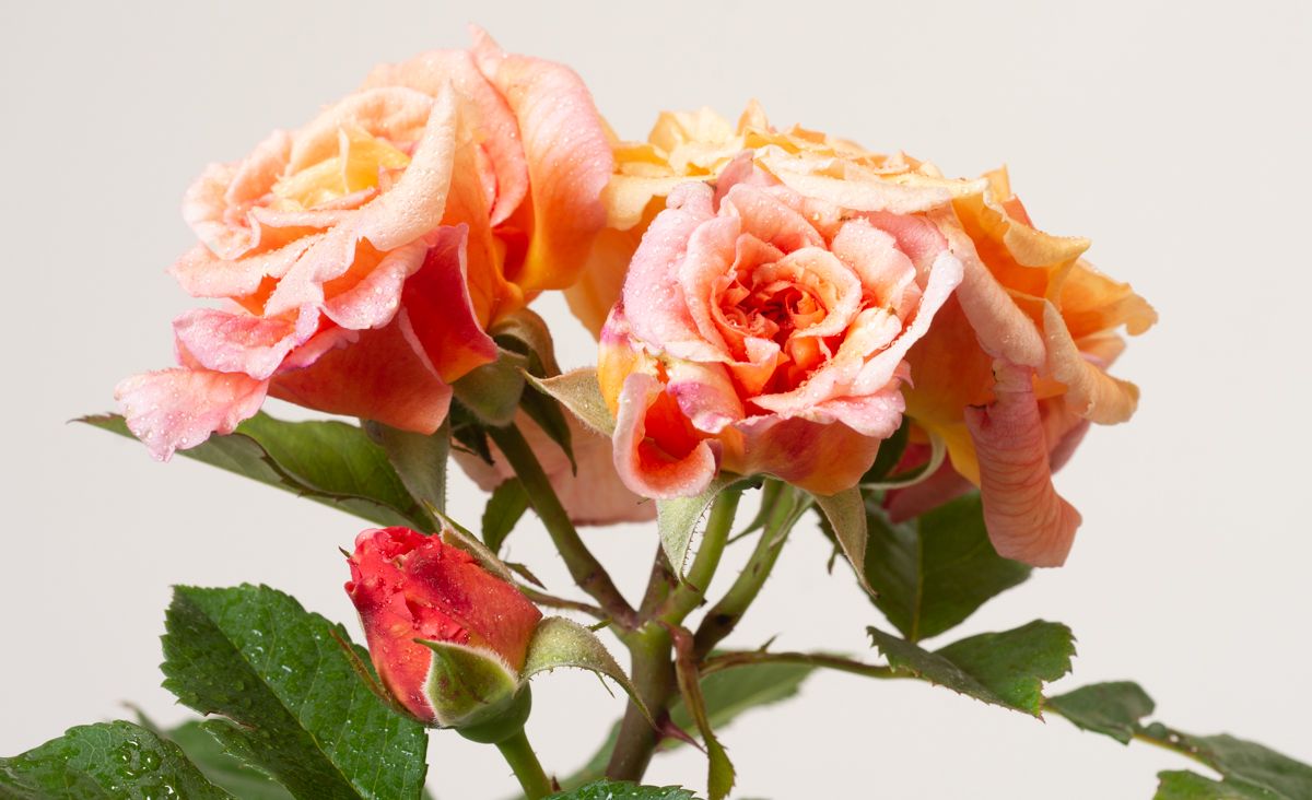 Rose Aloha - Kordes Rose Aloha ® - Rosa Aloha - Kordes Rose Aloha ...