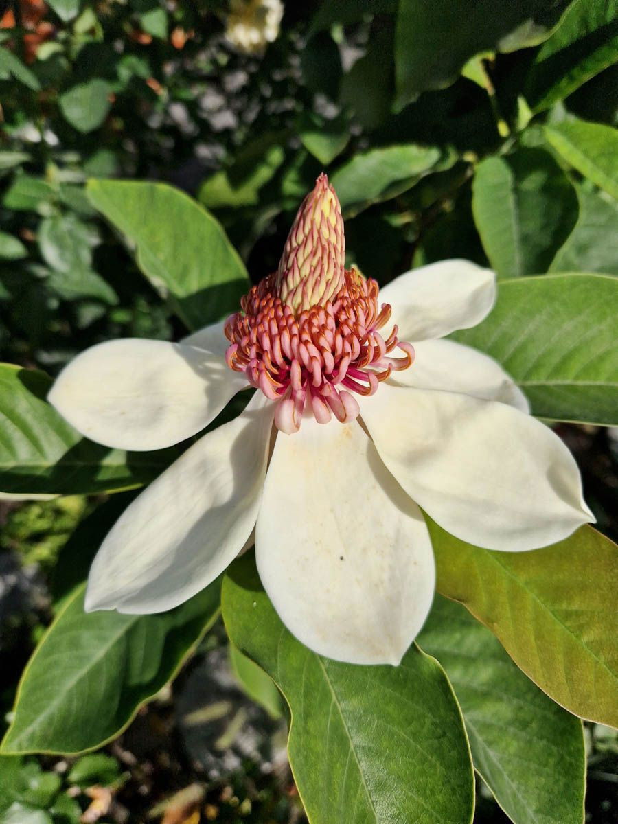 Sommermagnolie Colossus - Magnolia sieboldii Colossus günstig kaufen