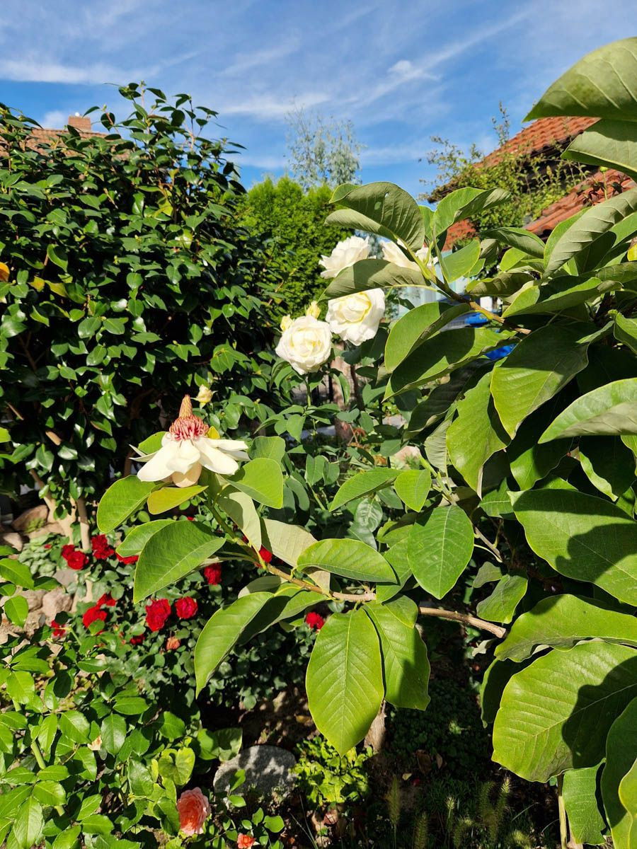 Sommermagnolie Colossus - Magnolia sieboldii Colossus günstig kaufen