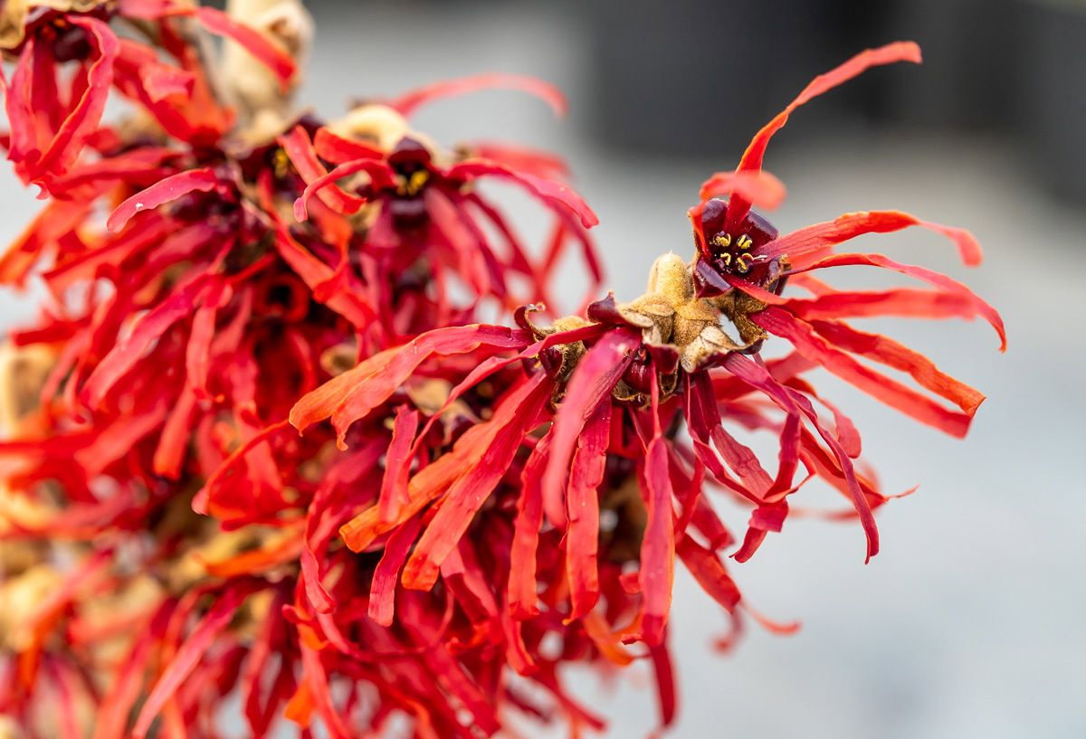 Zaubernuss Red Grace - Hamamelis intermedia Red Grace günstig kaufen