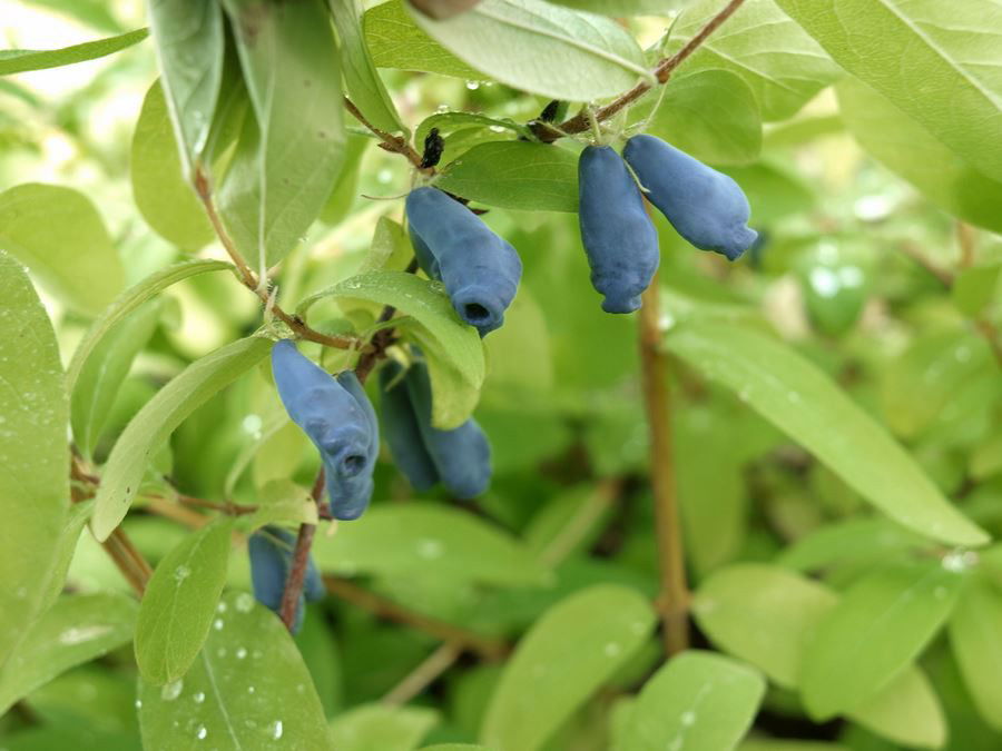 Sibirische Blaubeere Kalinka - Lonicera kamtschatica Kalinka günstig kaufen