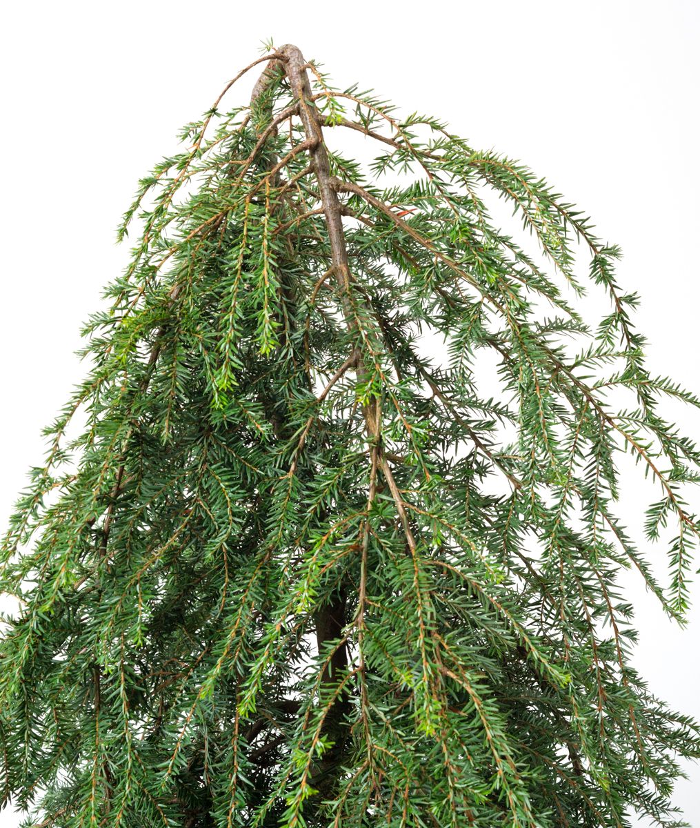 Kanadische Hemlocktanne - Tsuga canadensis günstig kaufen