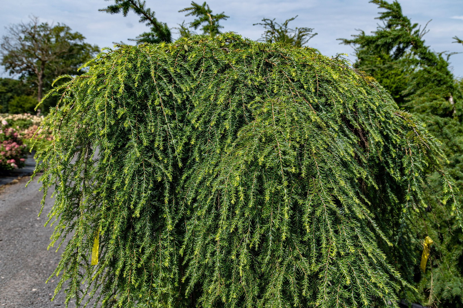 Hänge-Hemlocktanne Pendula - Tsuga canadensis Pendula günstig kaufen