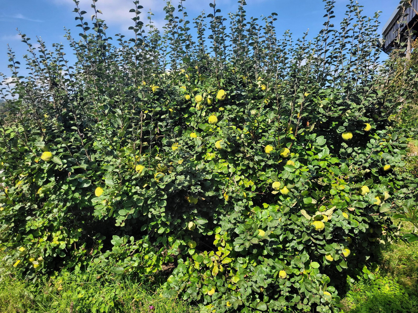 Quitte Cydora Robusta - Cydonia oblonga Cydora Robusta günstig kaufen