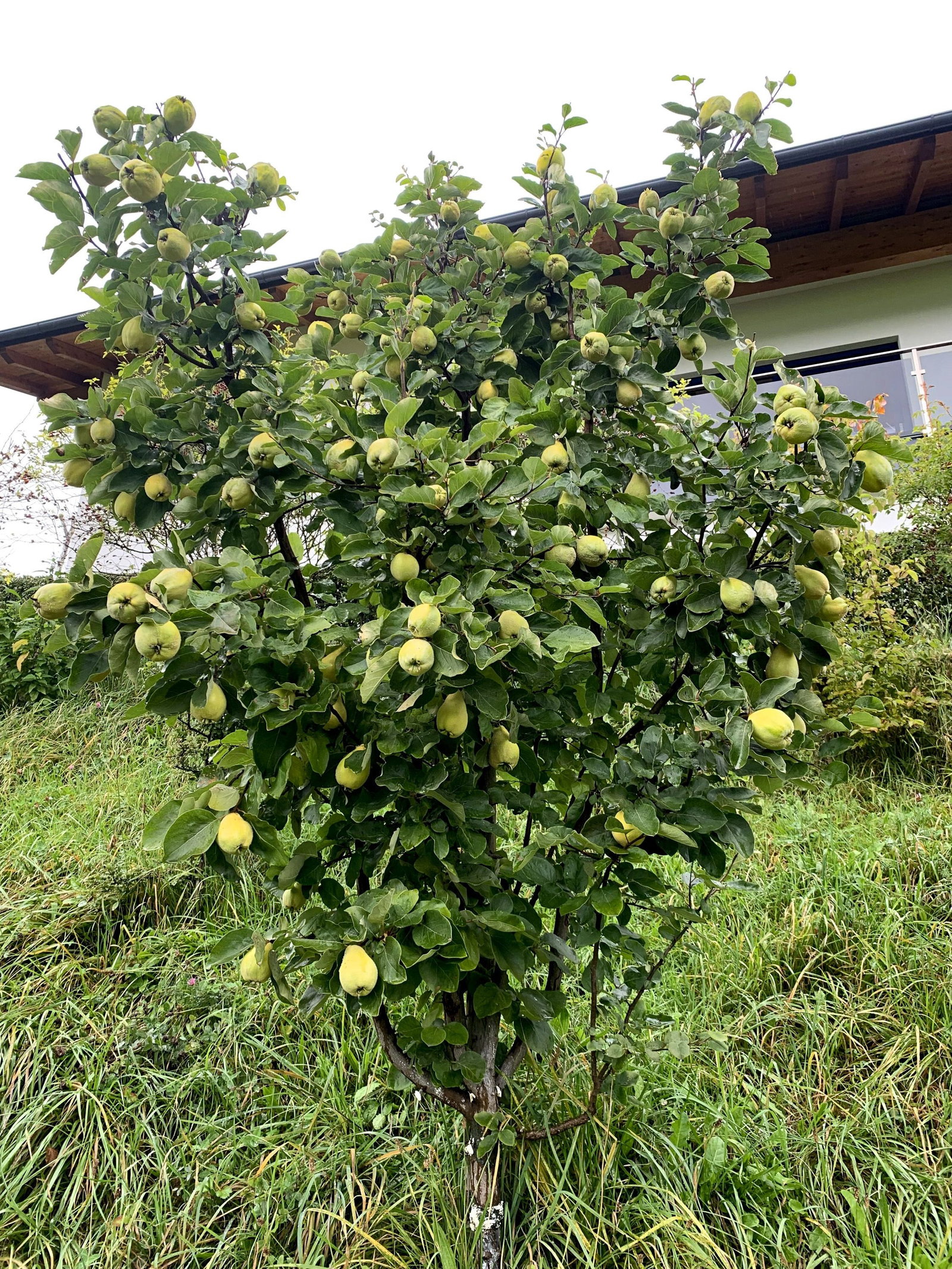 Quitte Cydora Robusta - Cydonia oblonga Cydora Robusta günstig kaufen