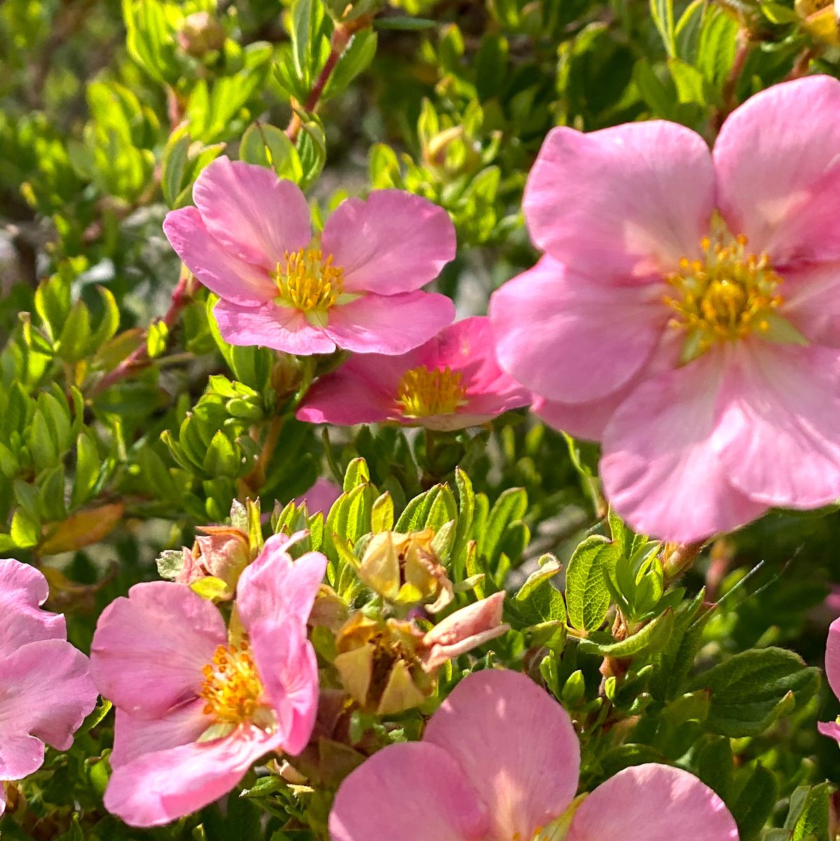 Fingerstrauch Princess / Potentille ® - Potentilla fruticosa Princess ...