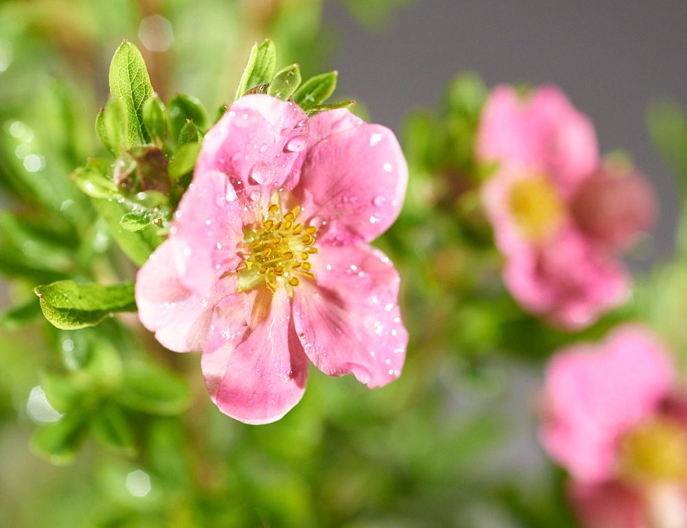 Fingerstrauch Princess / Potentille ® - Potentilla fruticosa Princess ...