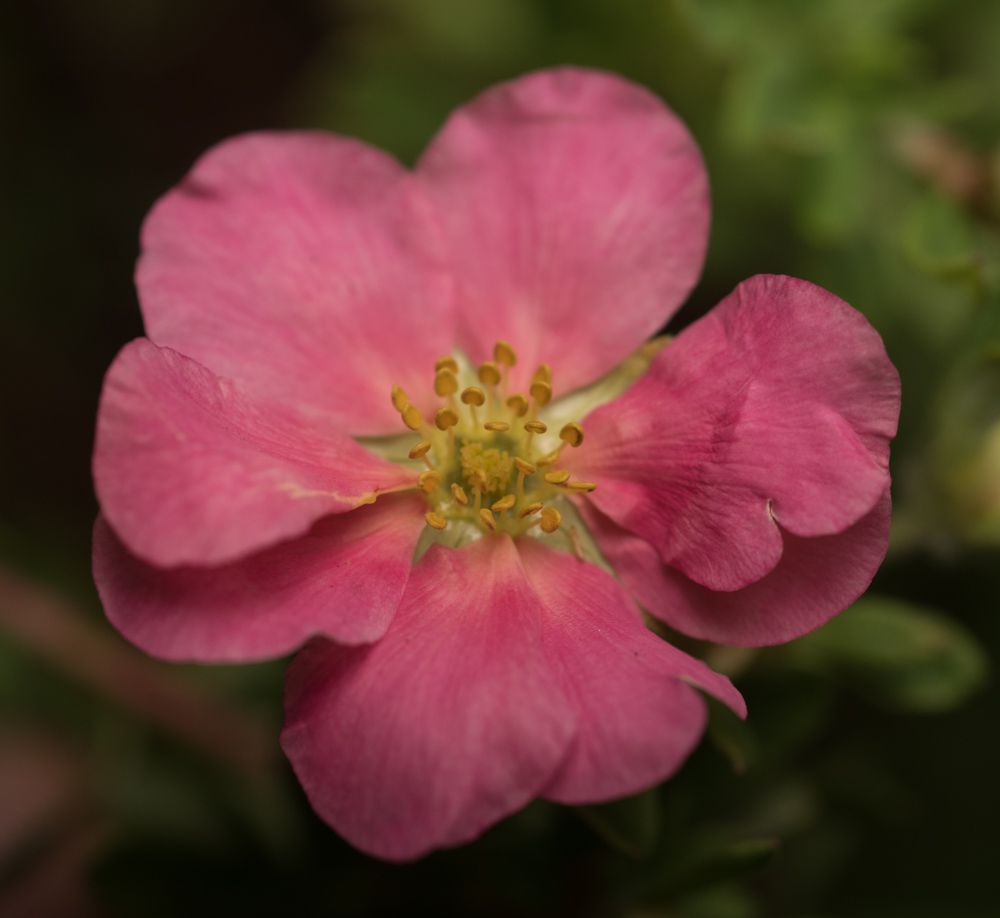 Fingerstrauch Princess / Potentille ® - Potentilla fruticosa Princess ...