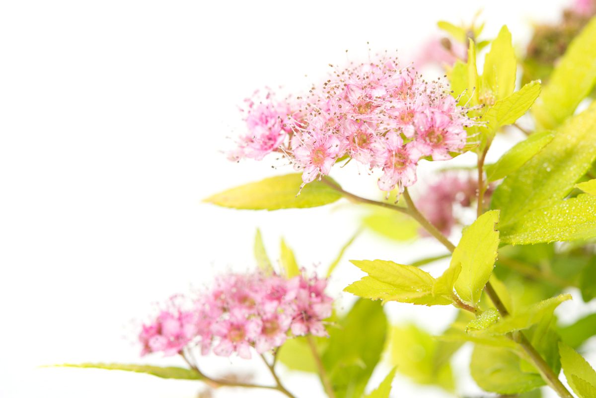 Japanspiere Firelight - Spiraea japonica Firelight günstig kaufen