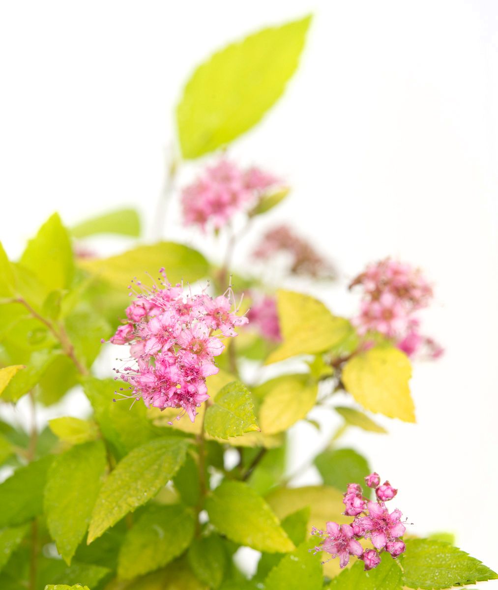 Japanspiere Firelight - Spiraea japonica Firelight günstig kaufen