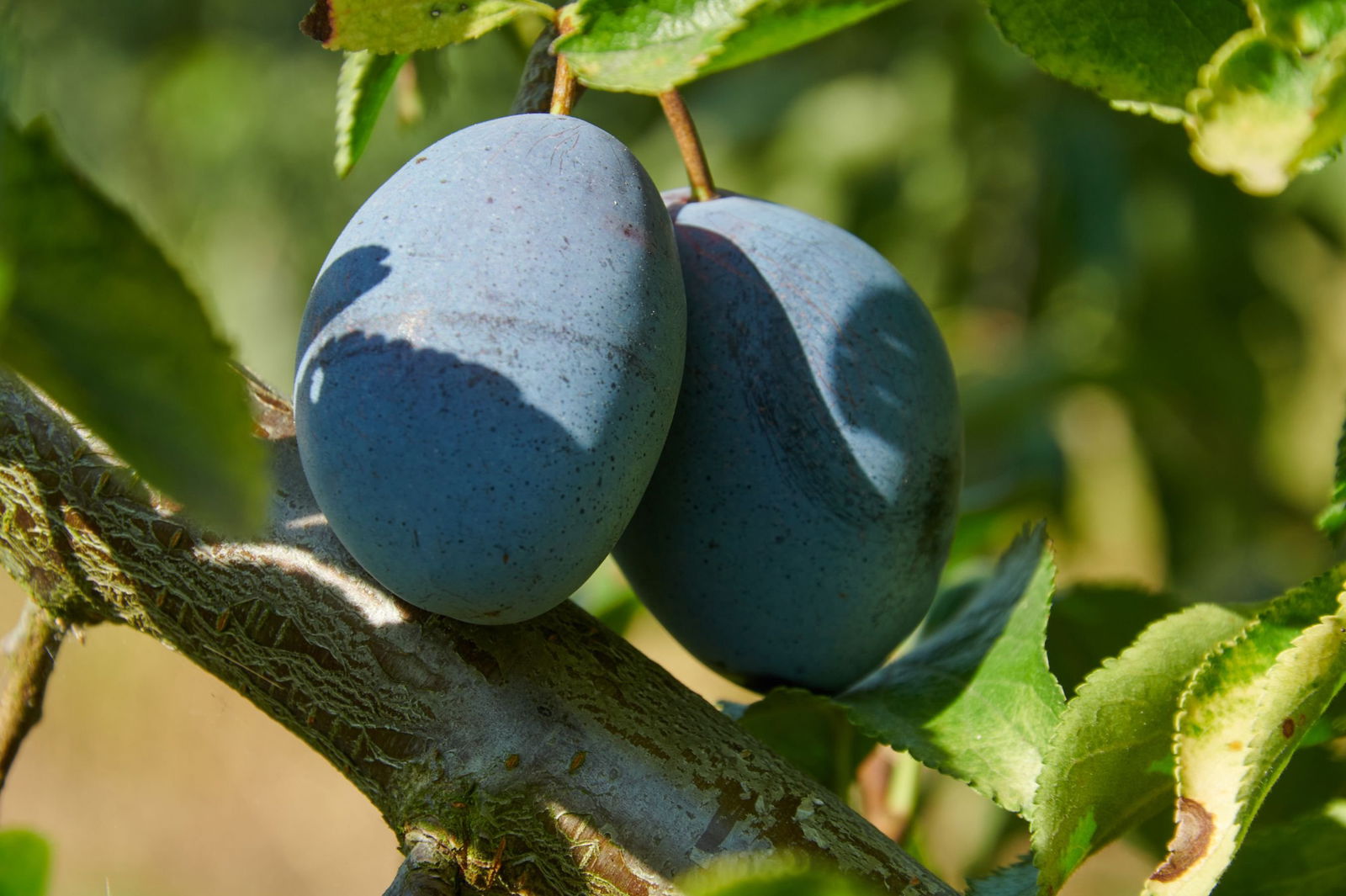 Pflaume Ital. Zwetschge Typ Fellenberg - Prunus domestica Ital ...