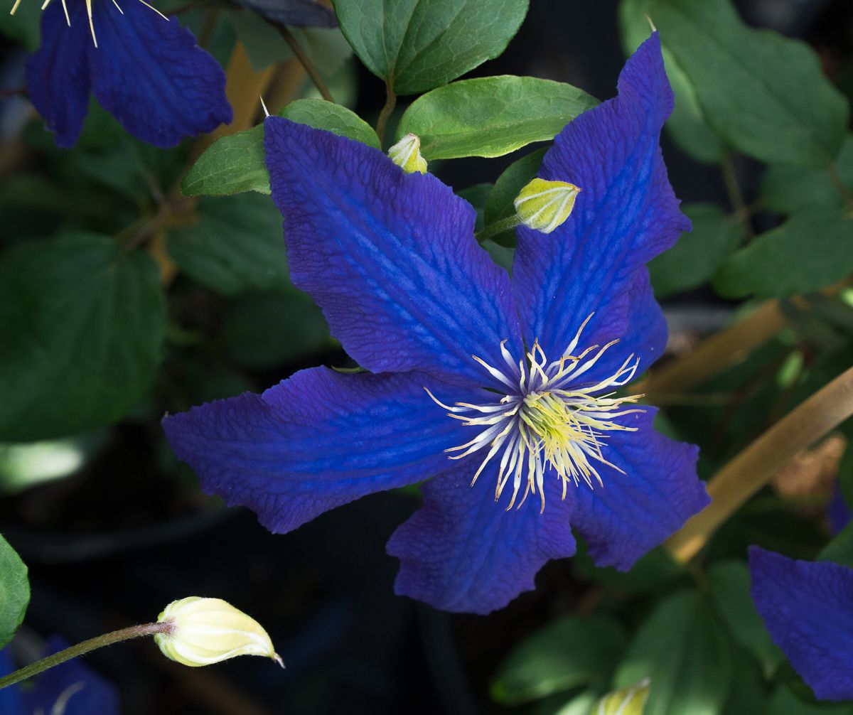 Waldrebe Rhapsody - Clematis Rhapsody günstig kaufen