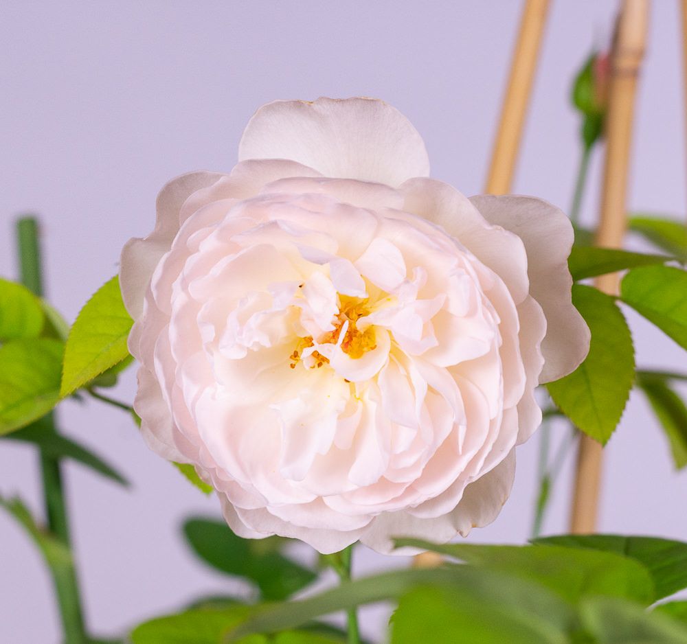 Englische Rose Gentle Hermione - Rosa Gentle Hermonie günstig kaufen