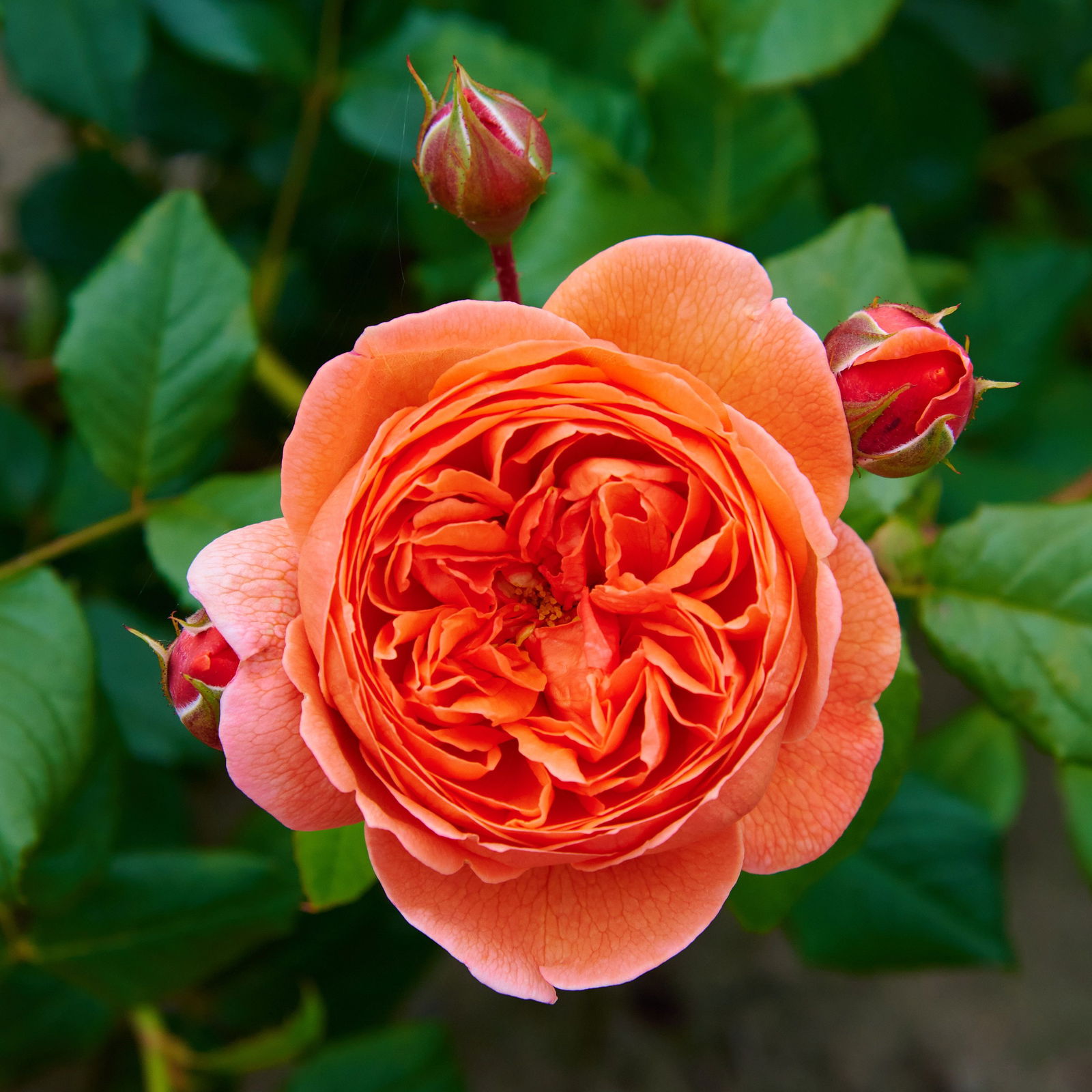 Rose Bonanza ® - Rosa Bonanza ® günstig kaufen
