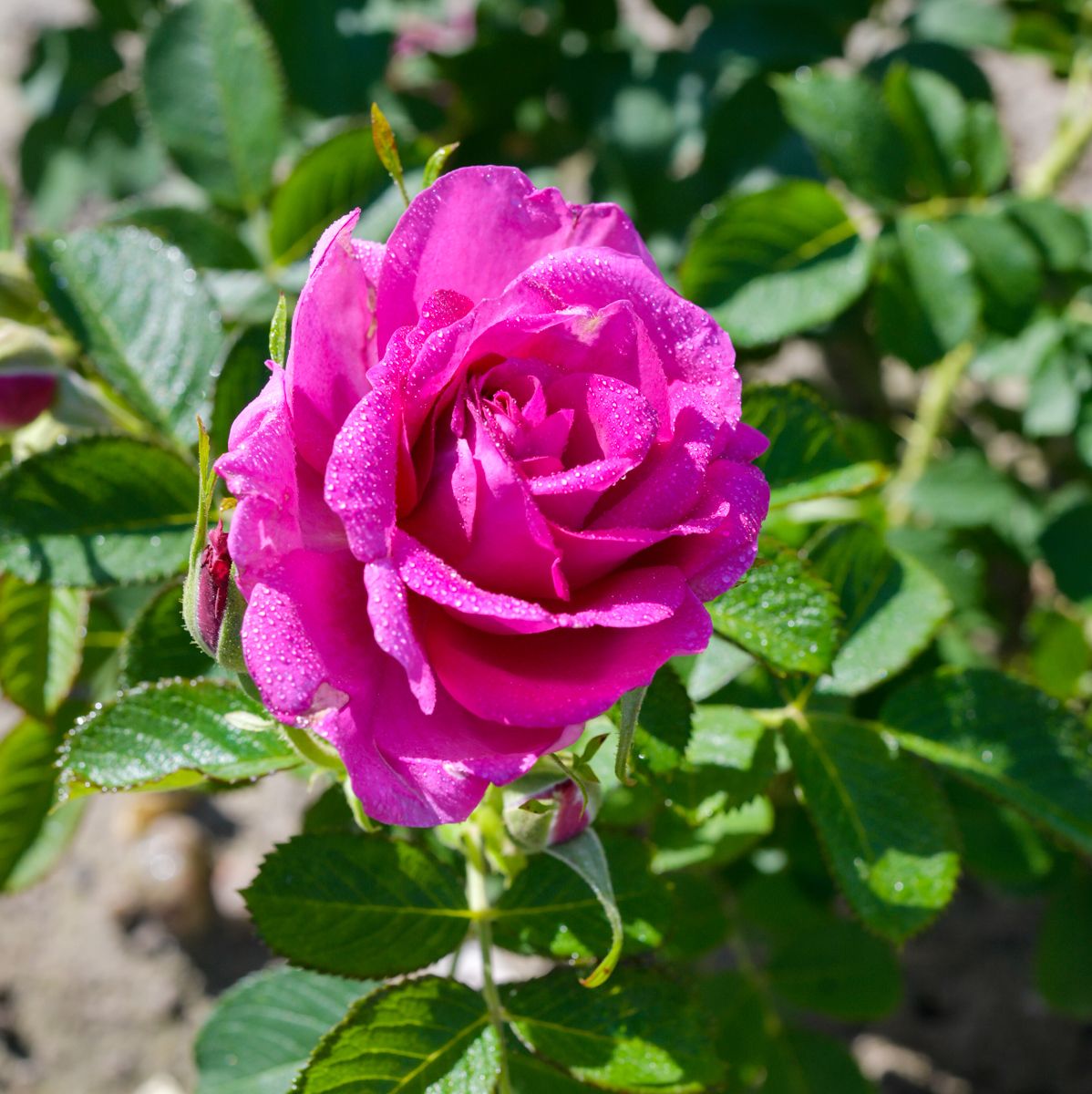 Apfel-Rose Wild Edric - Rosa rugosa Wild Edric günstig kaufen