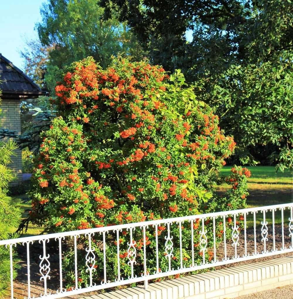 Feuerdorn Orange Charmer - Pyracantha Orange Charmer günstig kaufen