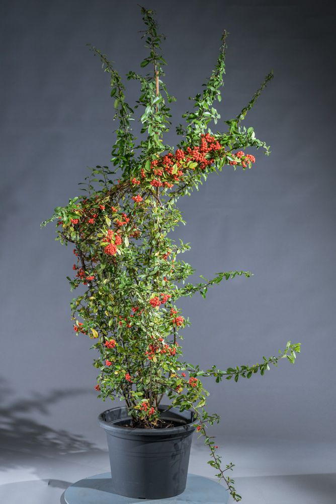 Luxus Feuerdorn Pyracantha Red Column Bilder