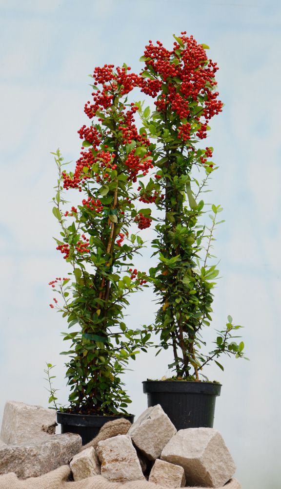 Luxus Feuerdorn Pyracantha Red Column Bilder