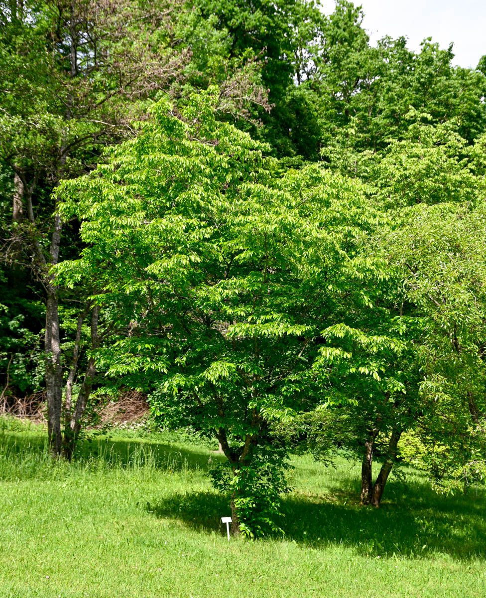 Libanon-Eiche - Quercus libani günstig kaufen
