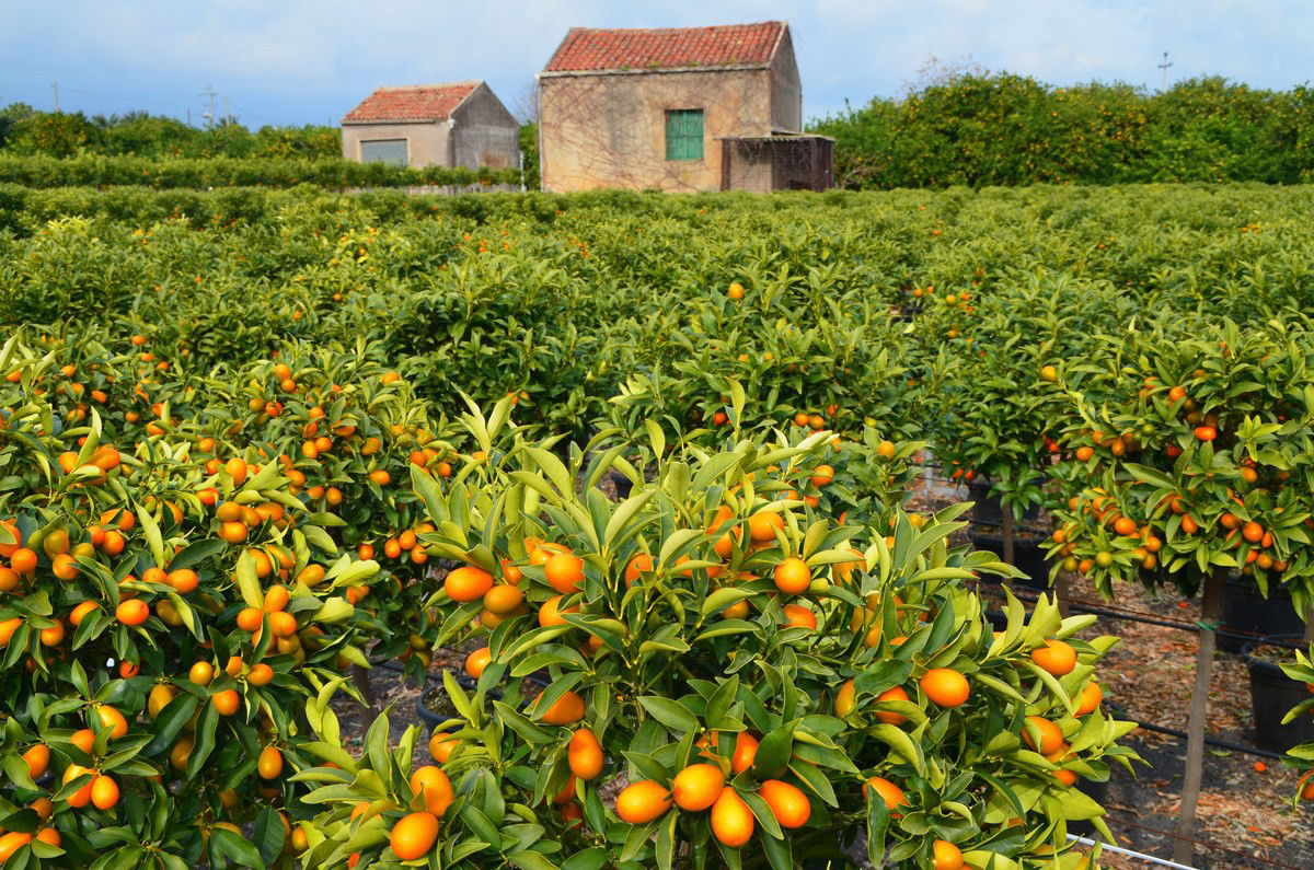 Rote Zitrone - Citrus limon Rosso günstig kaufen
