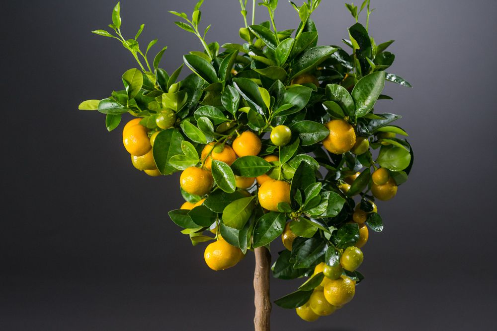 Calamondin-Orange à Italia - Citrus mitis günstig kaufen