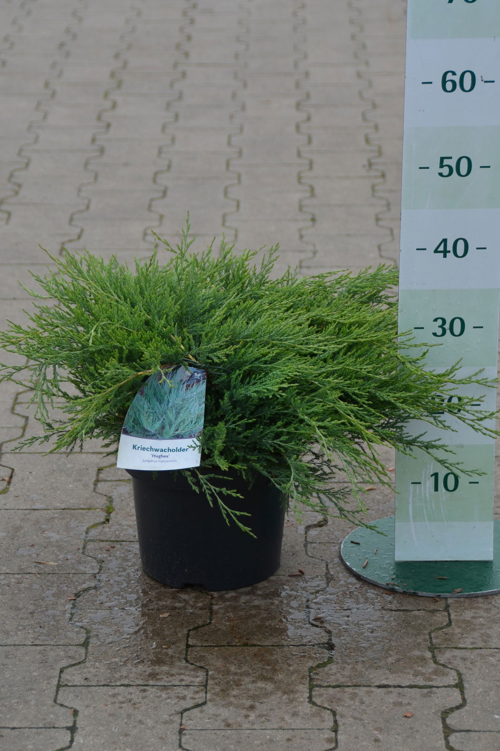 Teppichwacholder Hughes - Juniperus horizontalis Hughes günstig kaufen